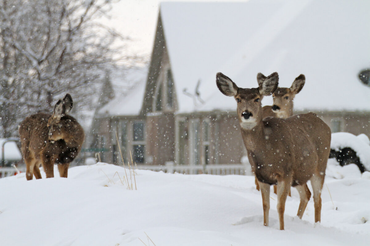 Tips to keep deer out of your garden this summer | News, Sports, Jobs ...